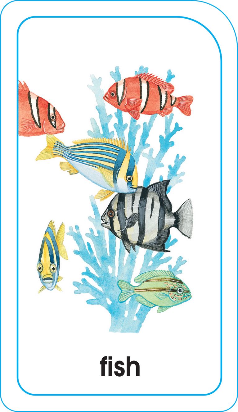 Animals of All Kinds Flash Cards – School Zone Publishing Company