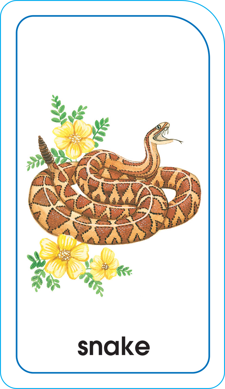 Animals of All Kinds Flash Cards – School Zone Publishing Company