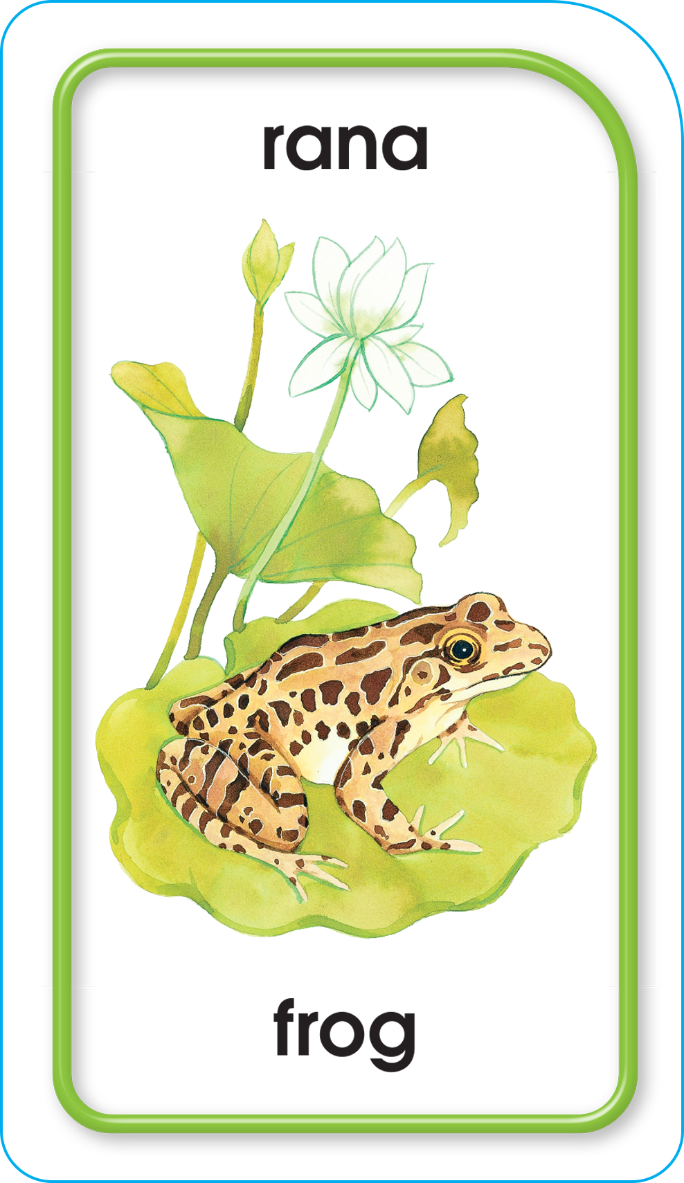 Learning Flash Cards for Kids – School Zone Publishing Company