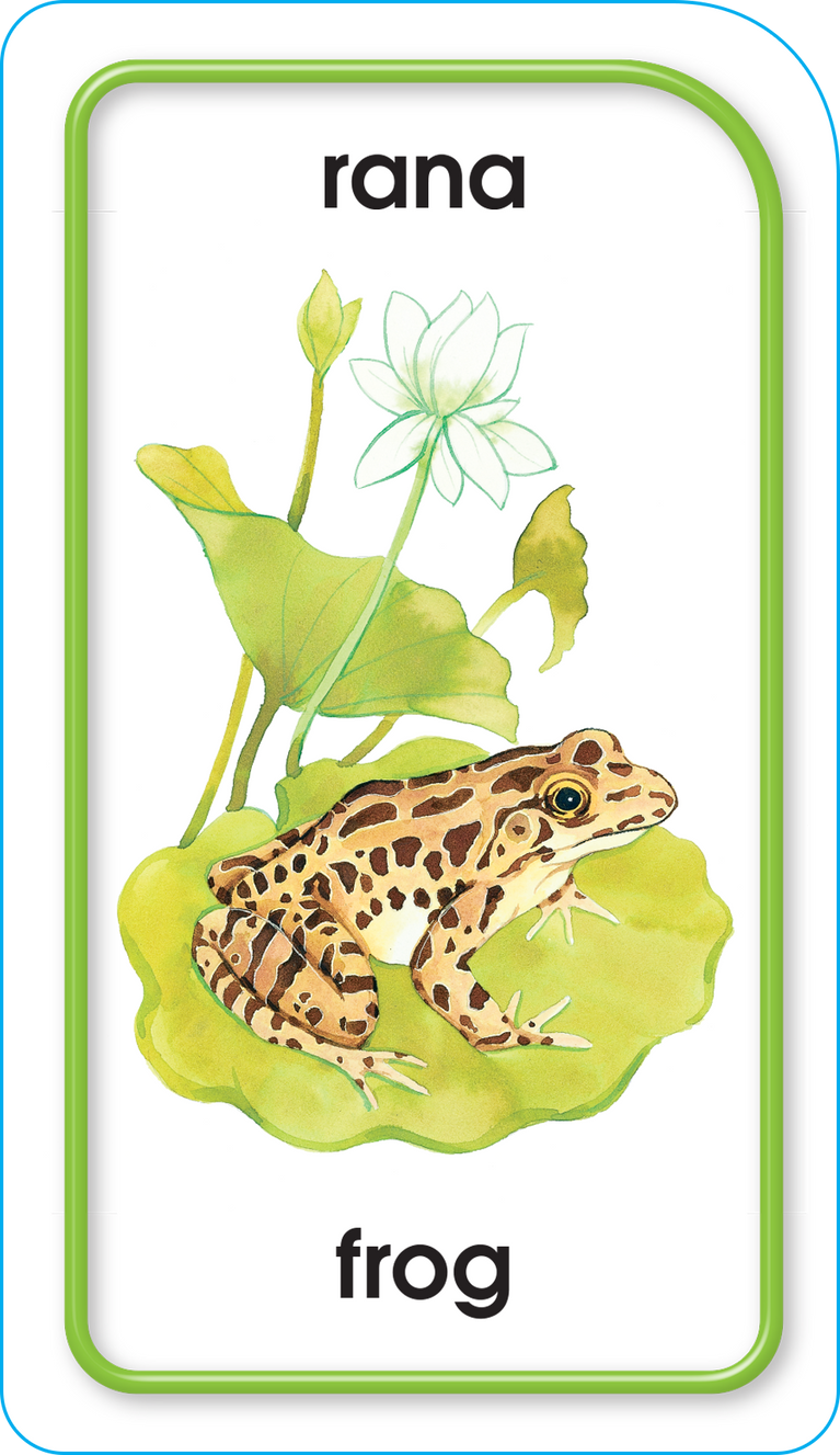 Bilingual Animals of All Kinds Flash Cards (Animales de Todo Tipo Tarj ...